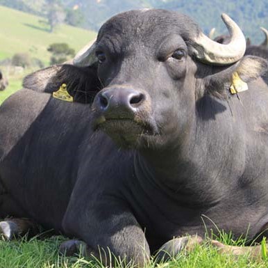 Frozen & Chilled Buffalo Meat - Cresscent Industries