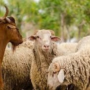 For more information download PDF