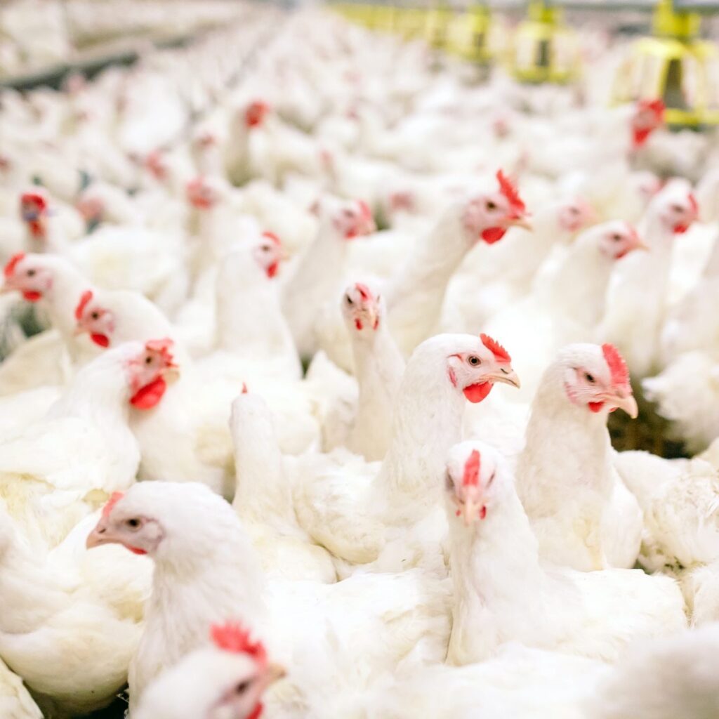 Frozen Poultry - Cresscent Industries
